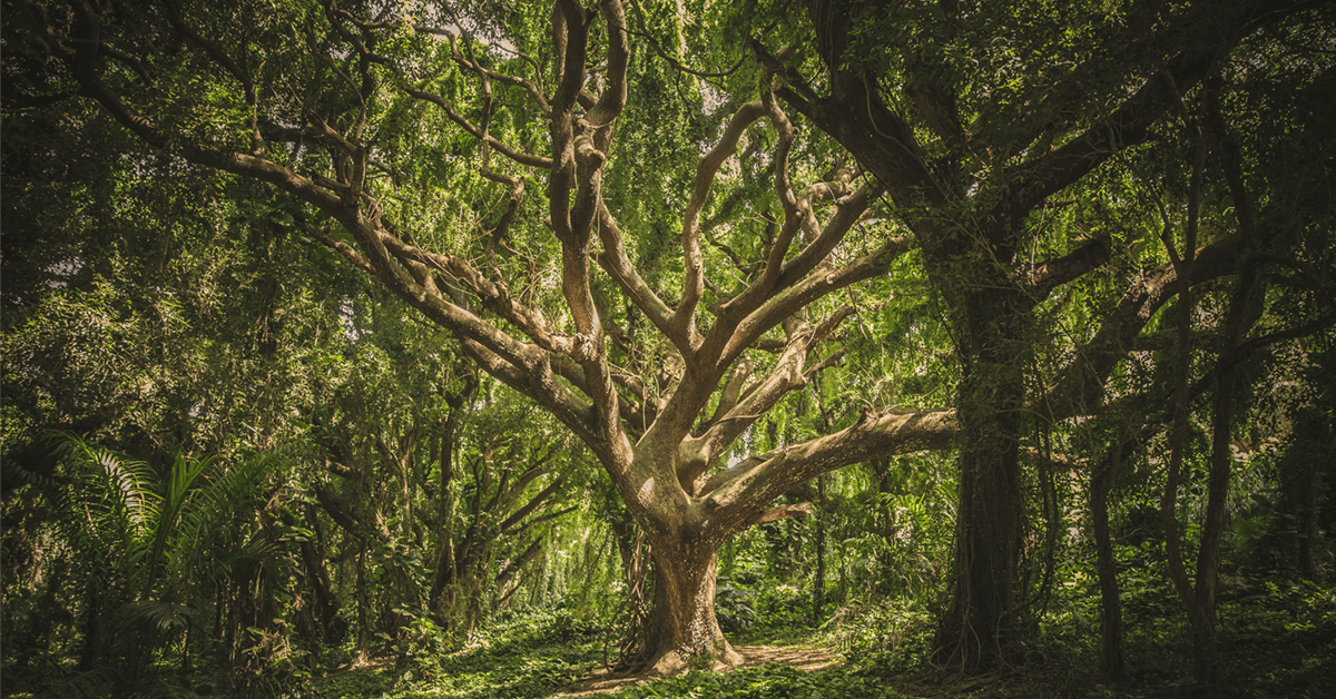 Hacker's Guide to Fundamental Machine Learning Algorithms with Python ...